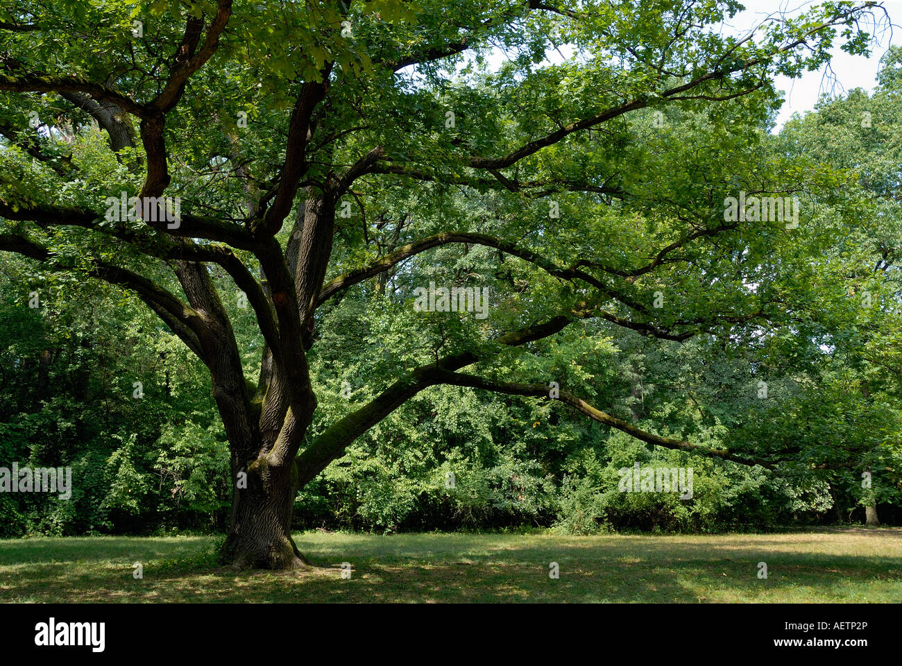 Pepi tree hi-res stock photography and images - Alamy