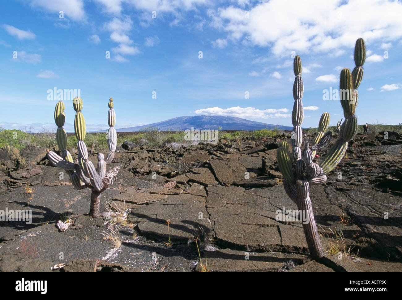 Punta Moreno Isabella Island Galapagos UNESCO World Heritage Site ...