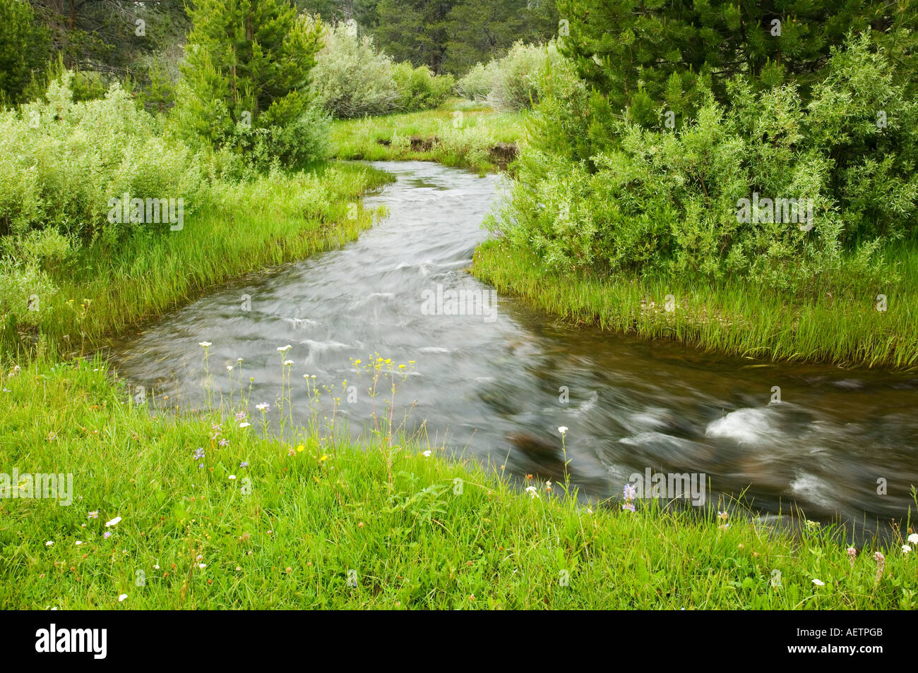 Sagehen creek hi-res stock photography and images - Alamy