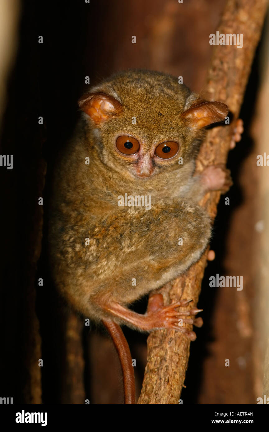 SPECTRAL TARSIER Tarsius spectrum Stock Photo - Alamy