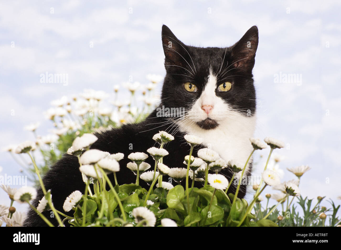 Cat between flowers hi-res stock photography and images - Alamy