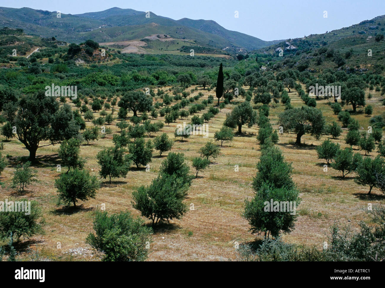 Olive trees near Spili island of Crete Greece Mediterranean Europe ...