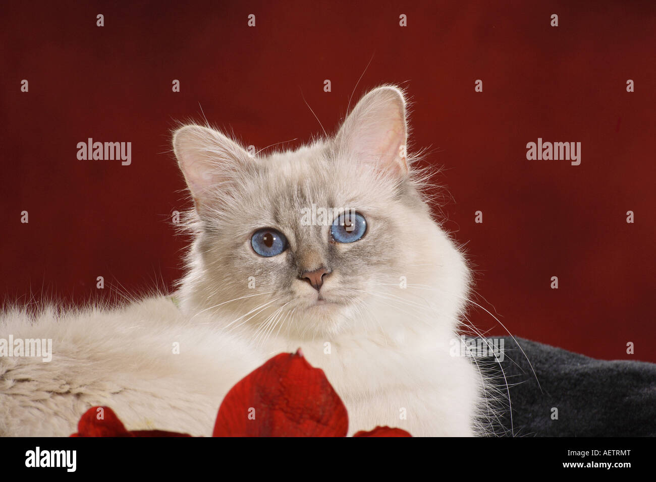 Sacred cat of Burma - portrait Stock Photo - Alamy