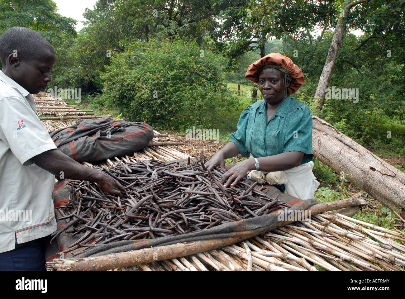 Workers drying vanilla pods, Ndali Estate, Fort Portal, Uganda Stock ...