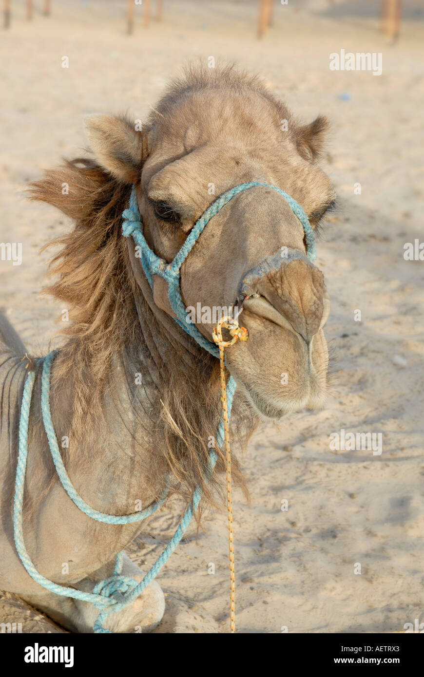 smiling camels face Stock Photo - Alamy