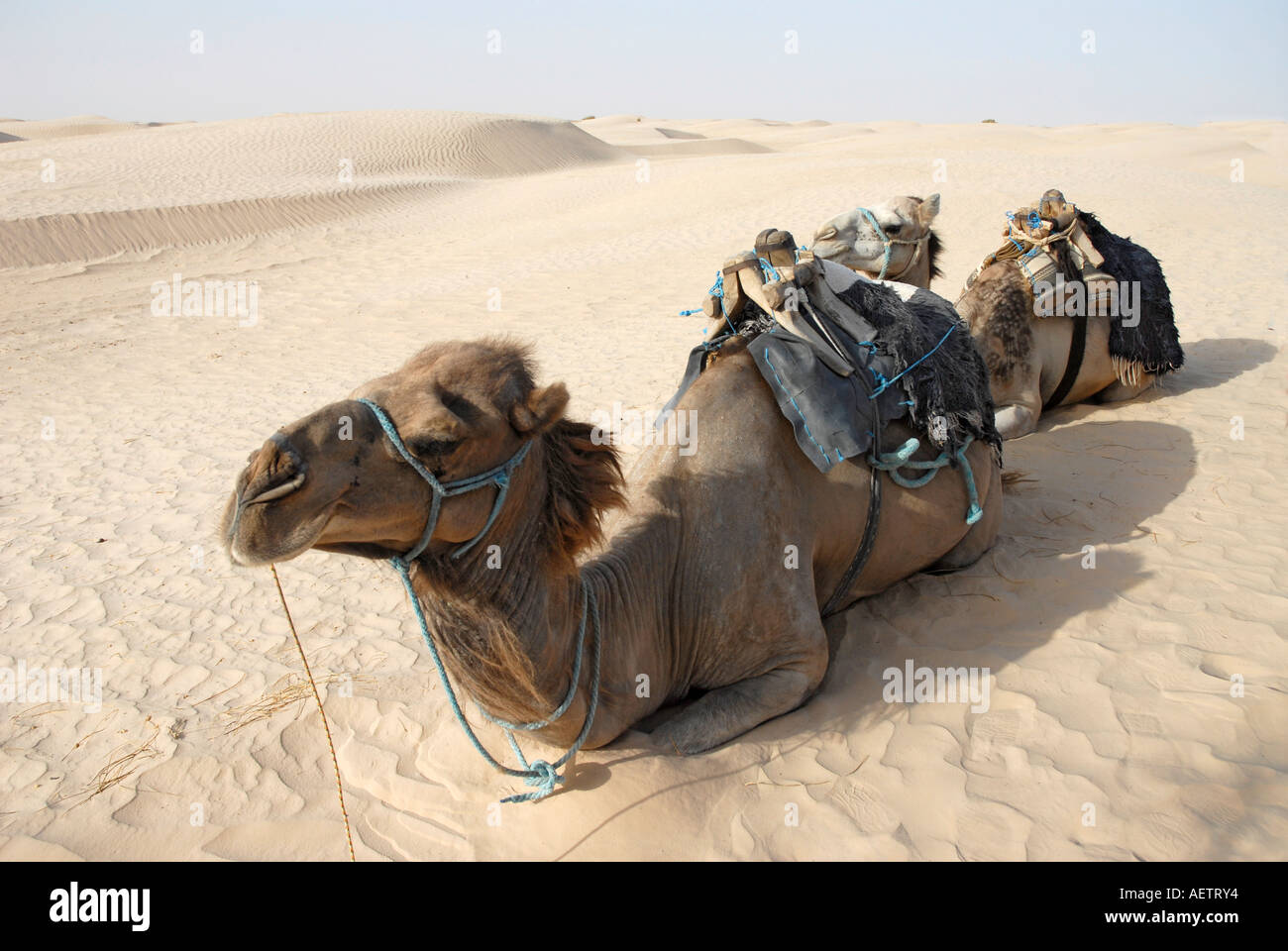two camels in harness in the Sahara desert in southern Tunisia Stock ...