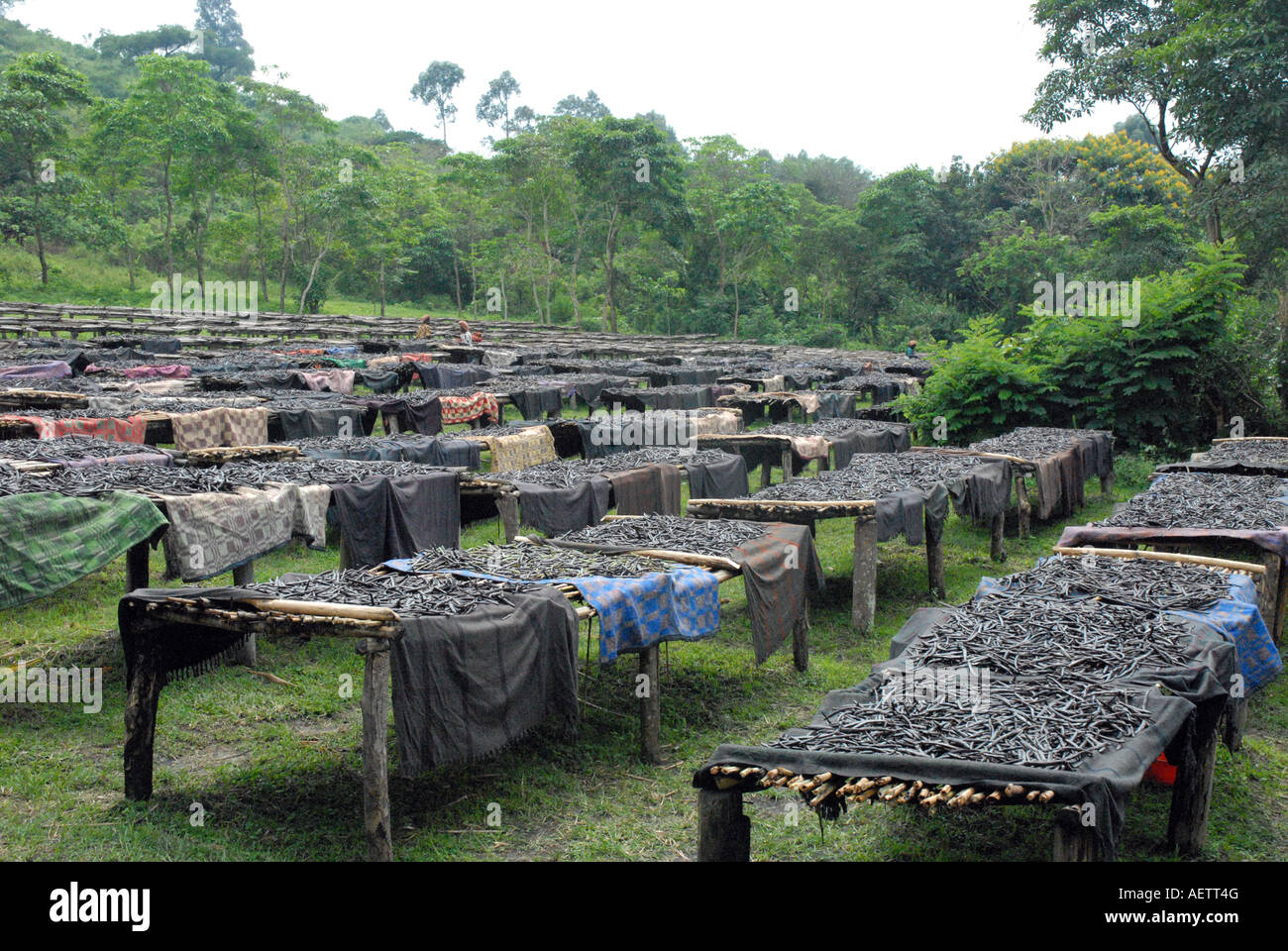 Vanilla pods drying in the sun, Uganda Stock Photo - Alamy