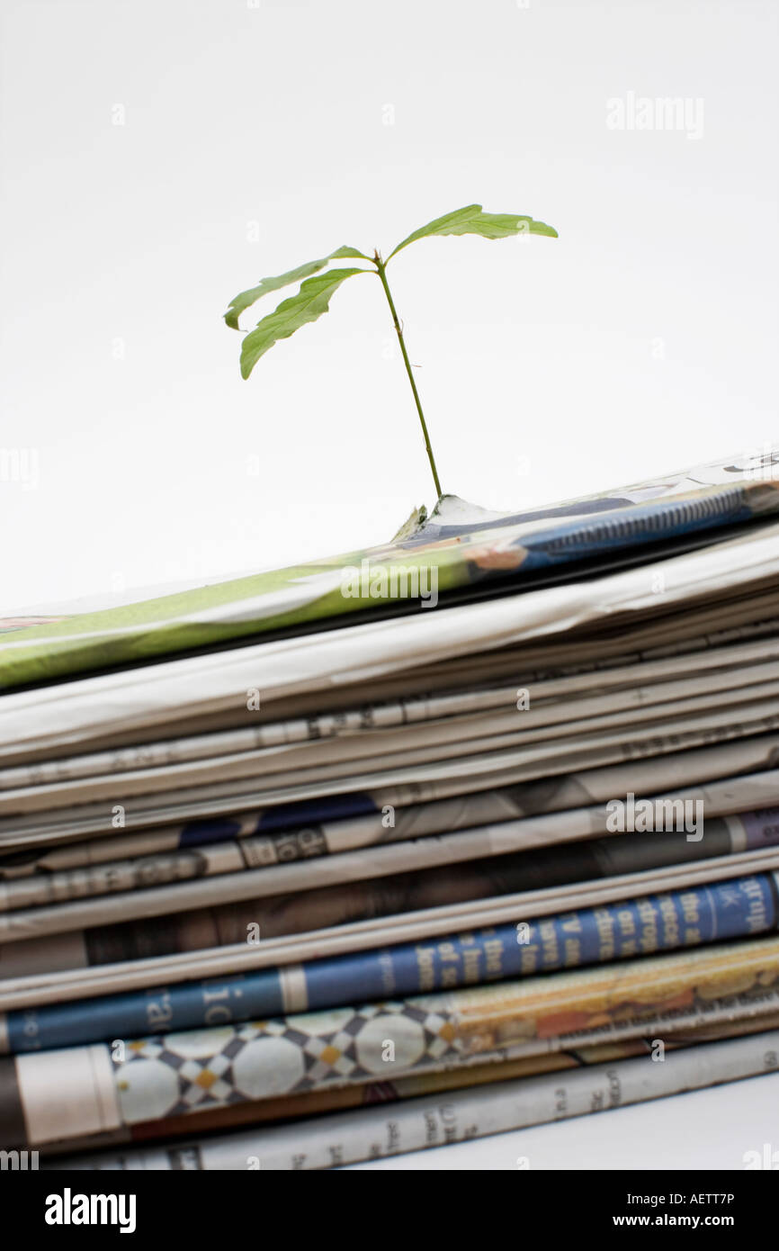 Oak tree sapling coming through a pile of newspapers Stock Photo - Alamy