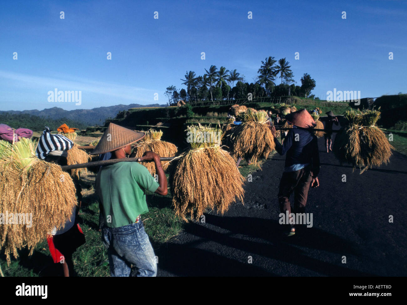 Rice harvest Denpasar area island of Bali Indonesia Southeast Asia Asia ...