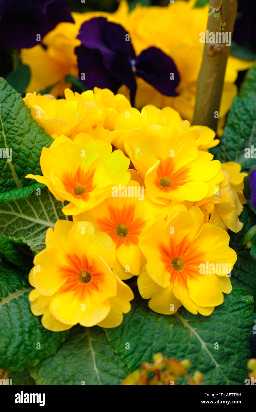 Primulas hi-res stock photography and images - Alamy