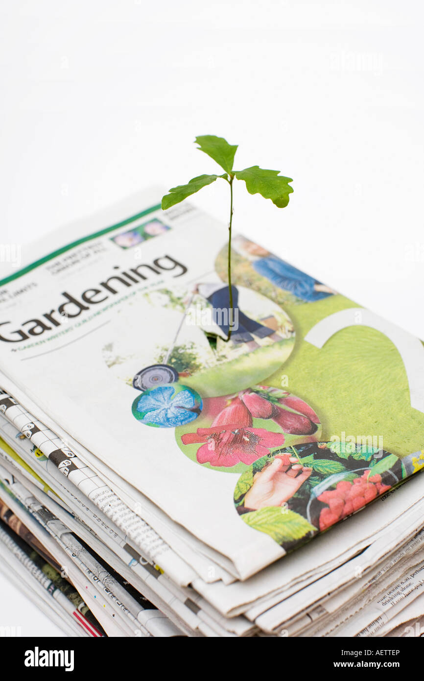 Oak tree sapling coming through the gardening section of a pile of ...