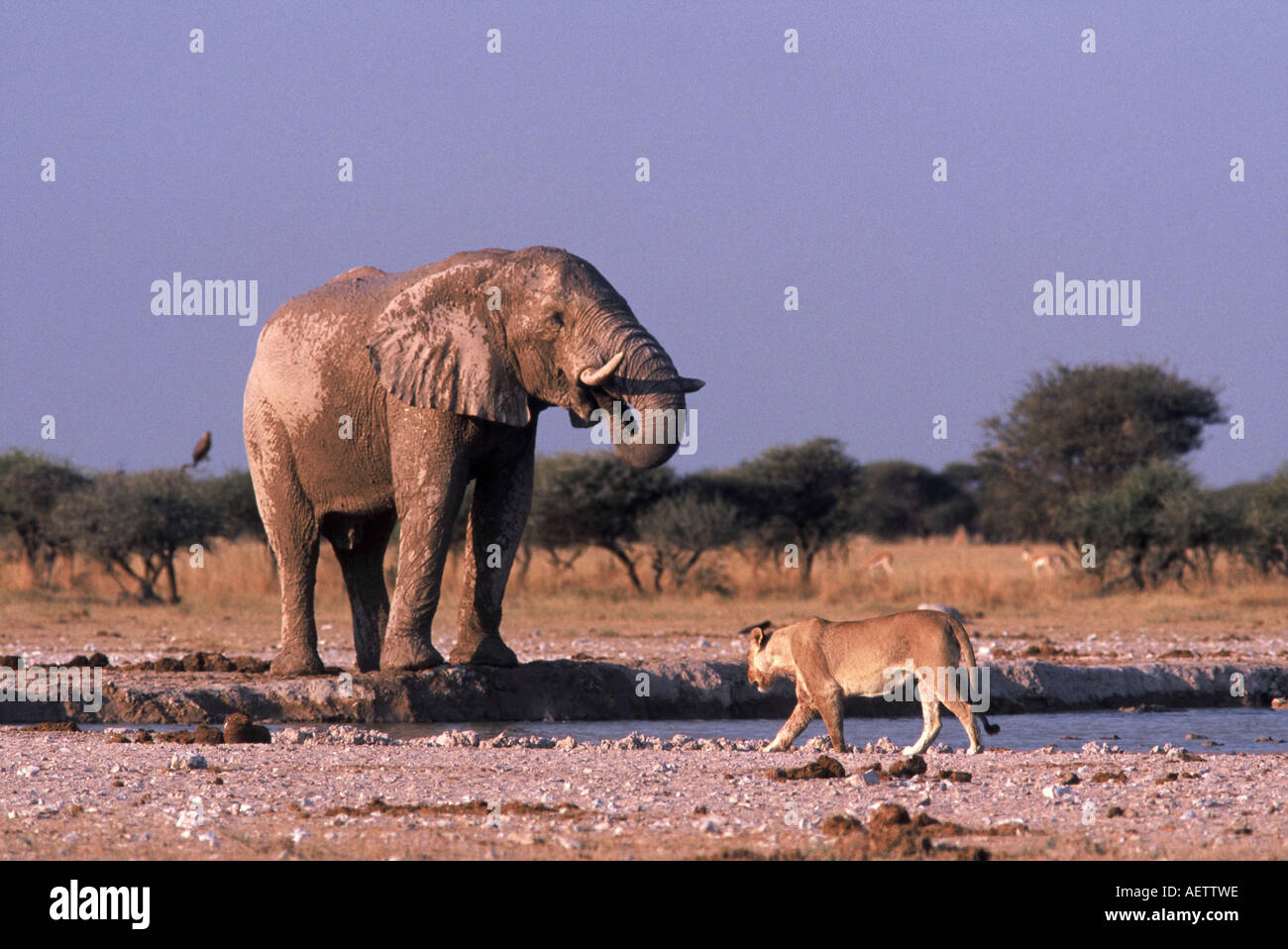 Elephant and lion, Panthera leo Stock Photo - Alamy