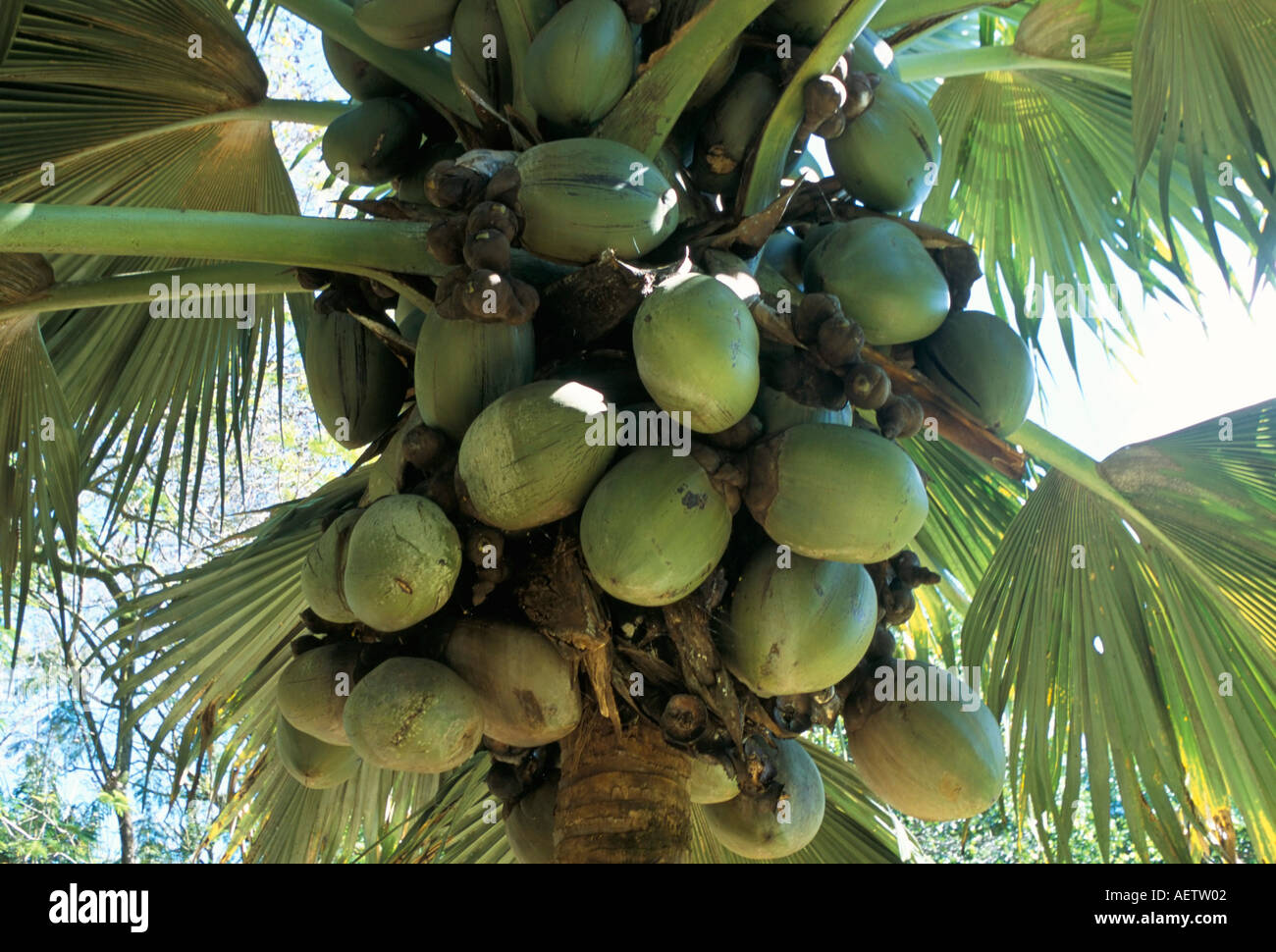 Coconuts botanical garden Victoria island of Mahe Seychelles Indian ...