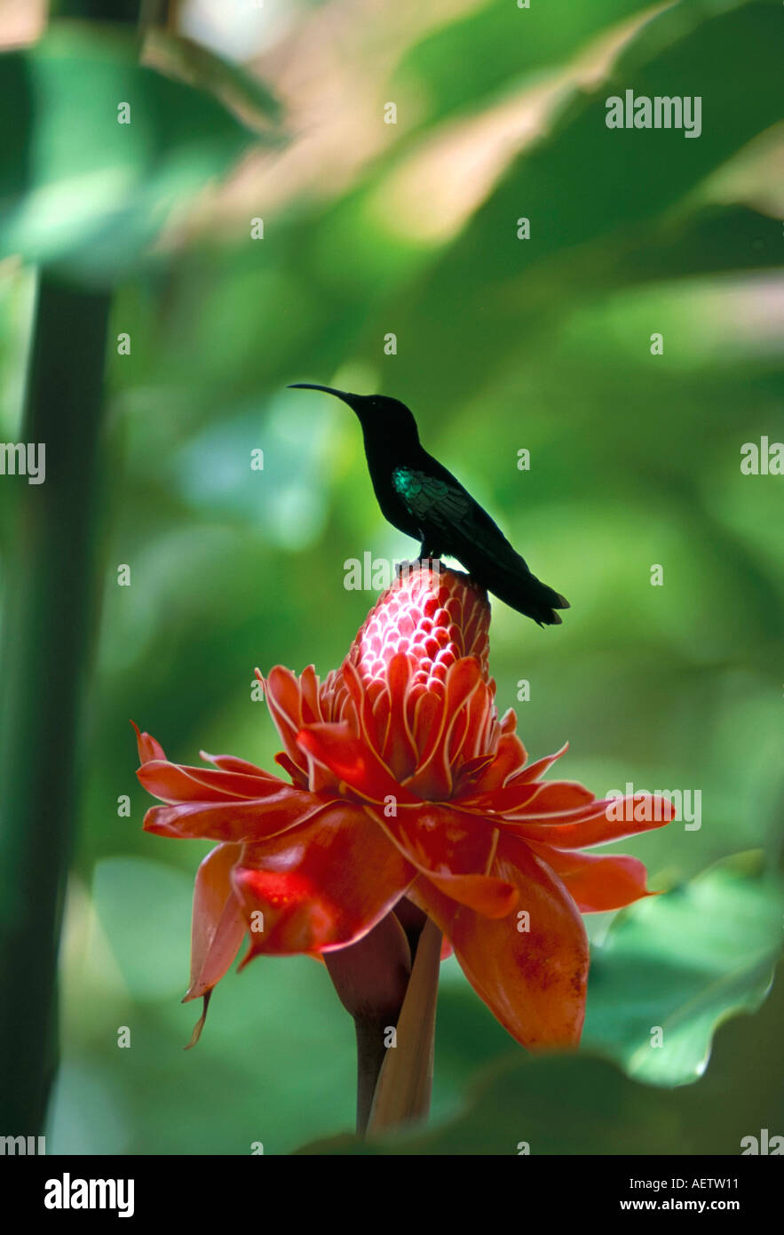 Bird ancient hi-res stock photography and images - Alamy