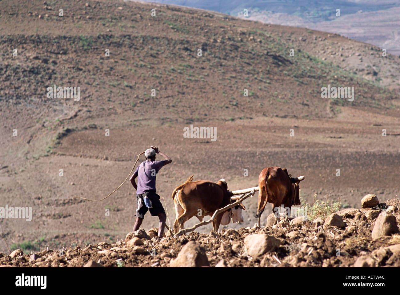 Man ploughing with animals on rough ground Lasta Valley Wollo region ...