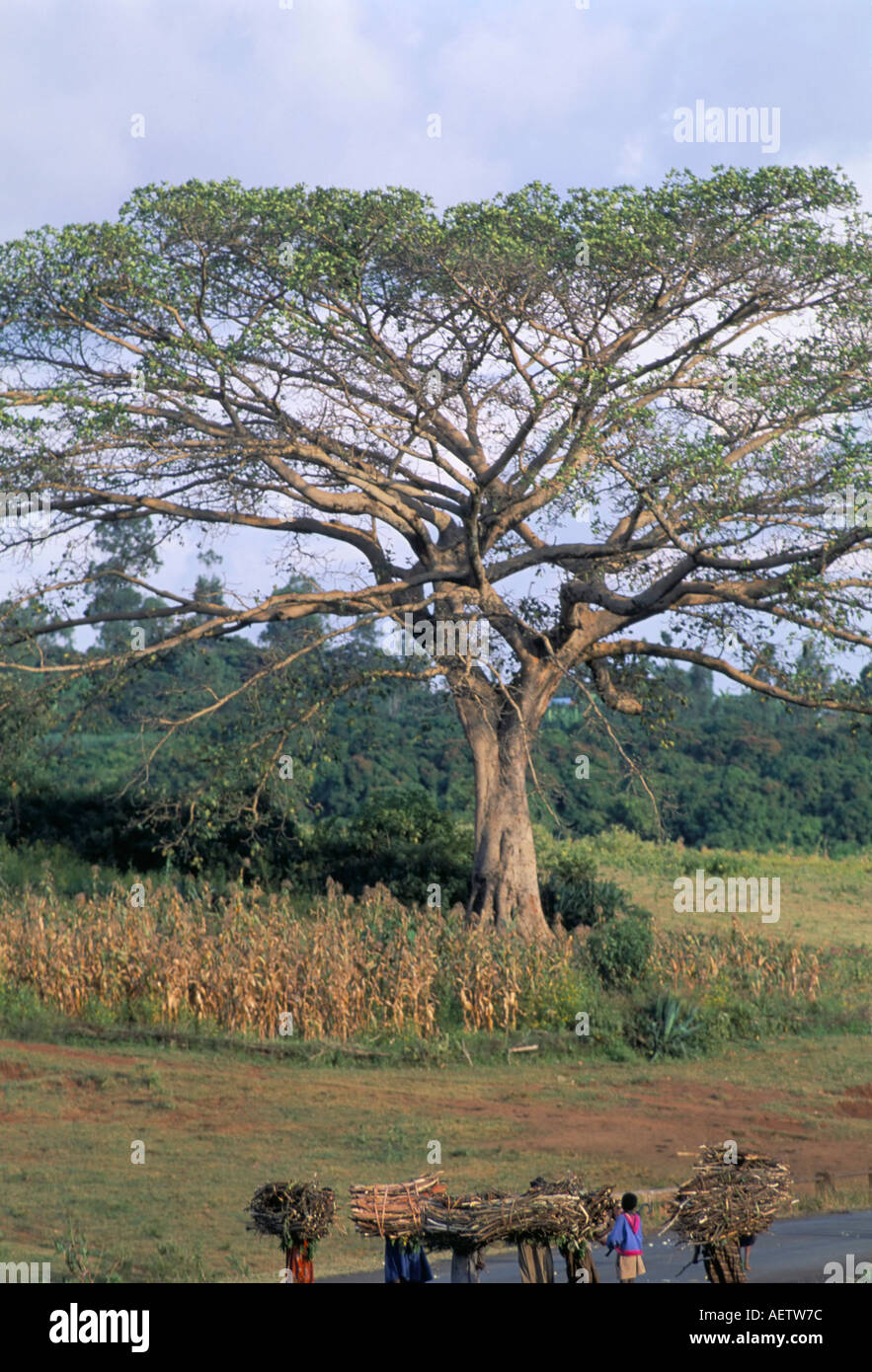 Oromo country Bako region Shoa state Ethiopia Africa Stock Photo - Alamy