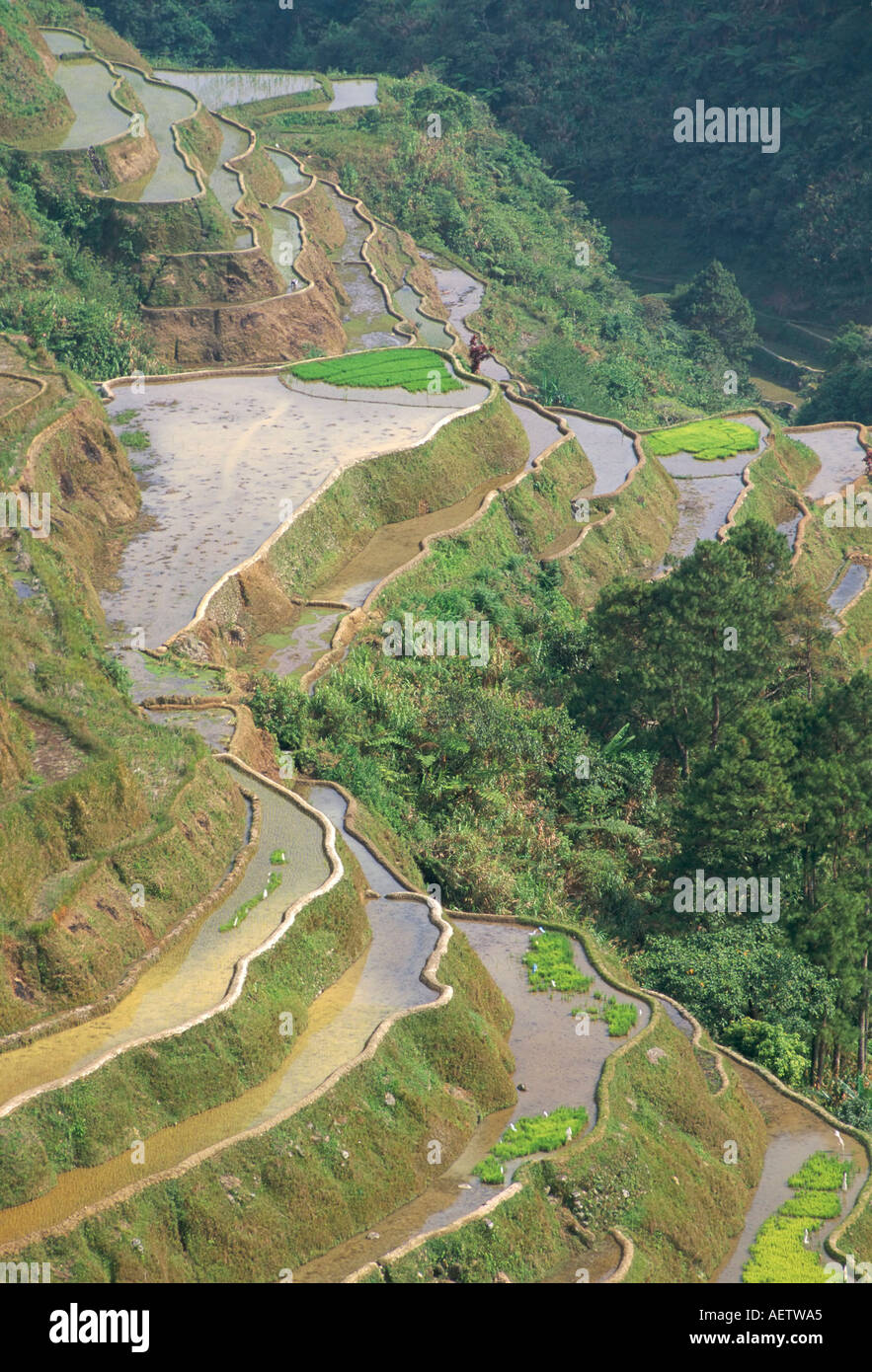Banaue terraced rice fields UNESCO World Heritage Site northern area ...