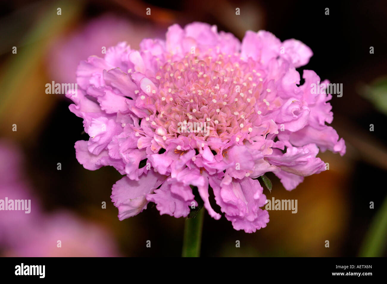 Scabiosa Flower Stock Photo - Alamy
