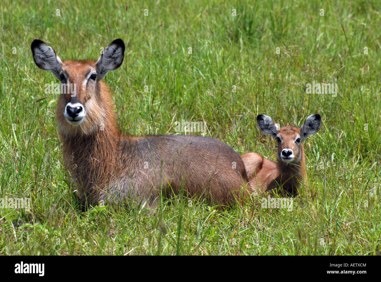 Jackson's Hartebees (I think) in Kidepo National Park, northwestern ...