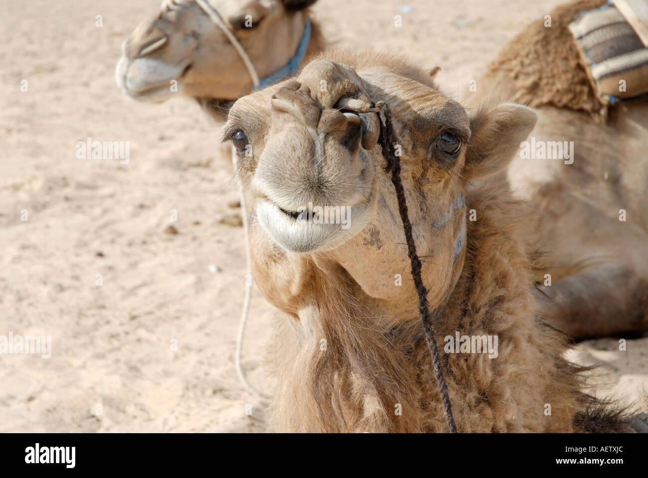 smiling camels face Stock Photo - Alamy