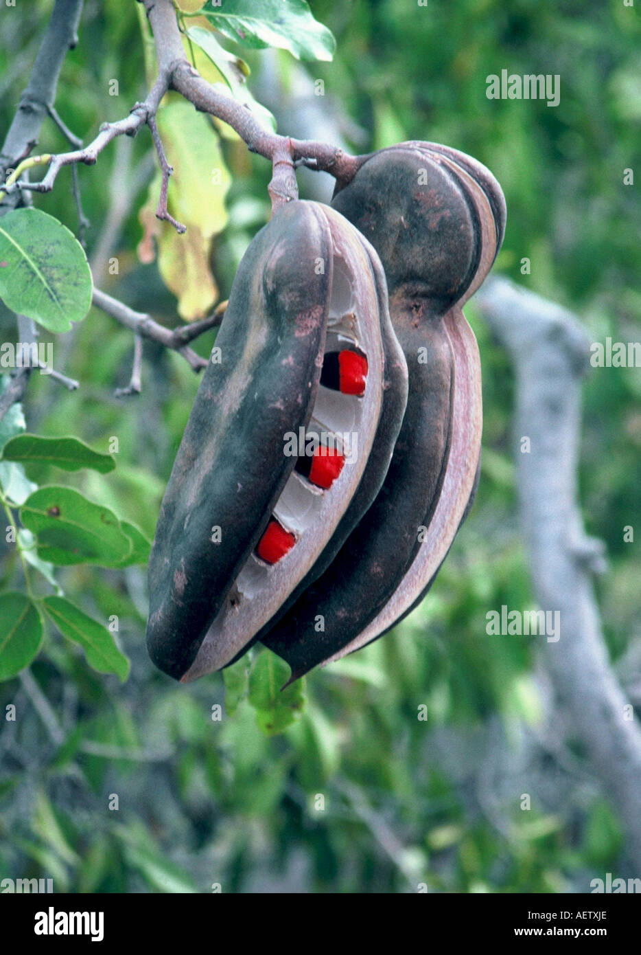 Mahogany roots hi-res stock photography and images - Alamy