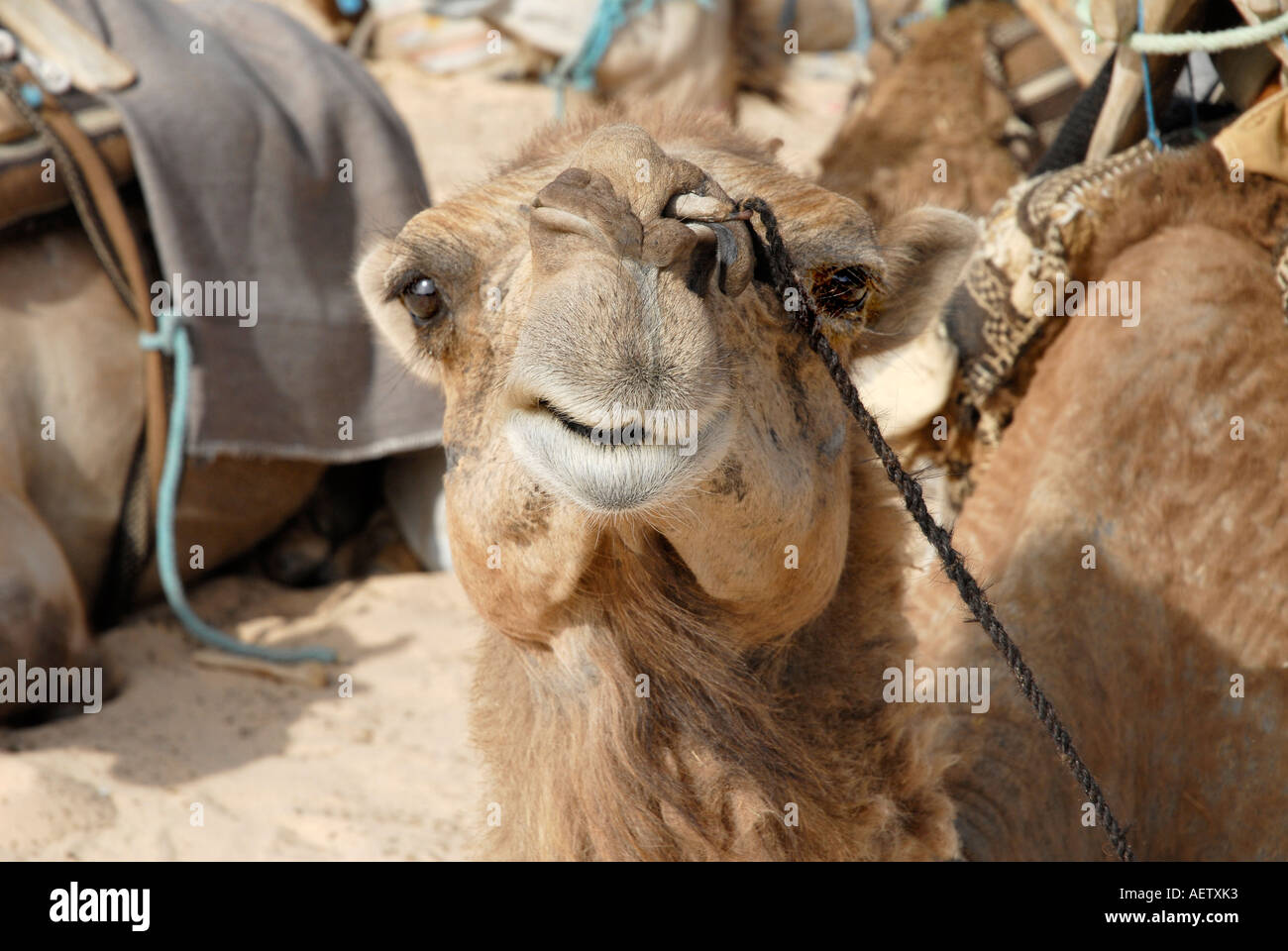 smiling camels face Stock Photo - Alamy