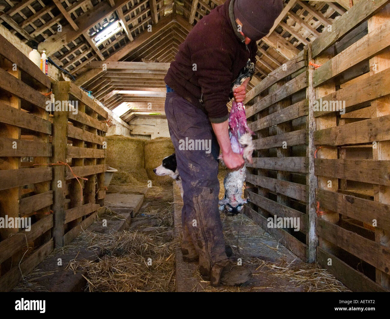 Skinning sheep hi-res stock photography and images - Alamy