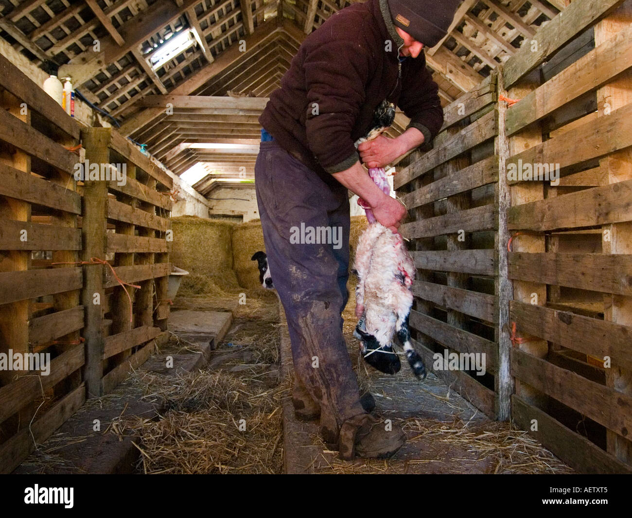 Skinning lamb hi-res stock photography and images - Alamy