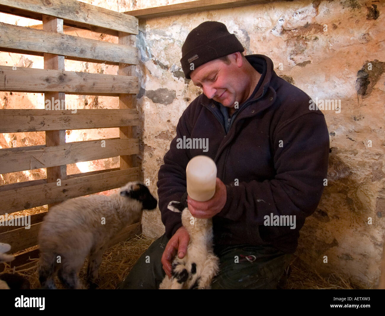 Shepherd using a bottle to feed lamb Stock Photo - Alamy