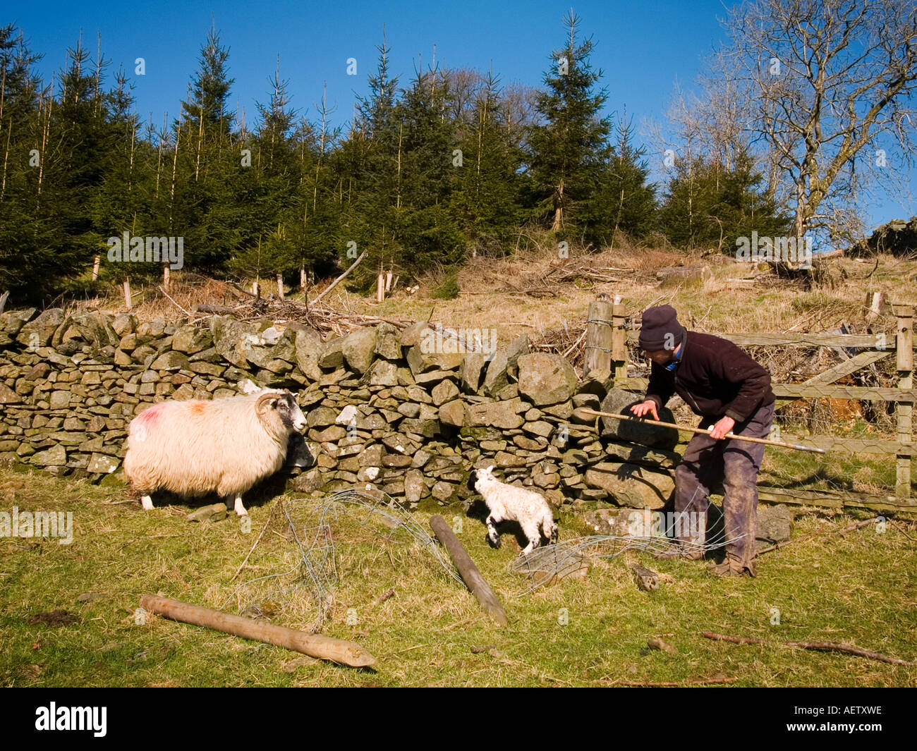 Using a traditional crook a shepherd catches a newborn lamb in order to ...