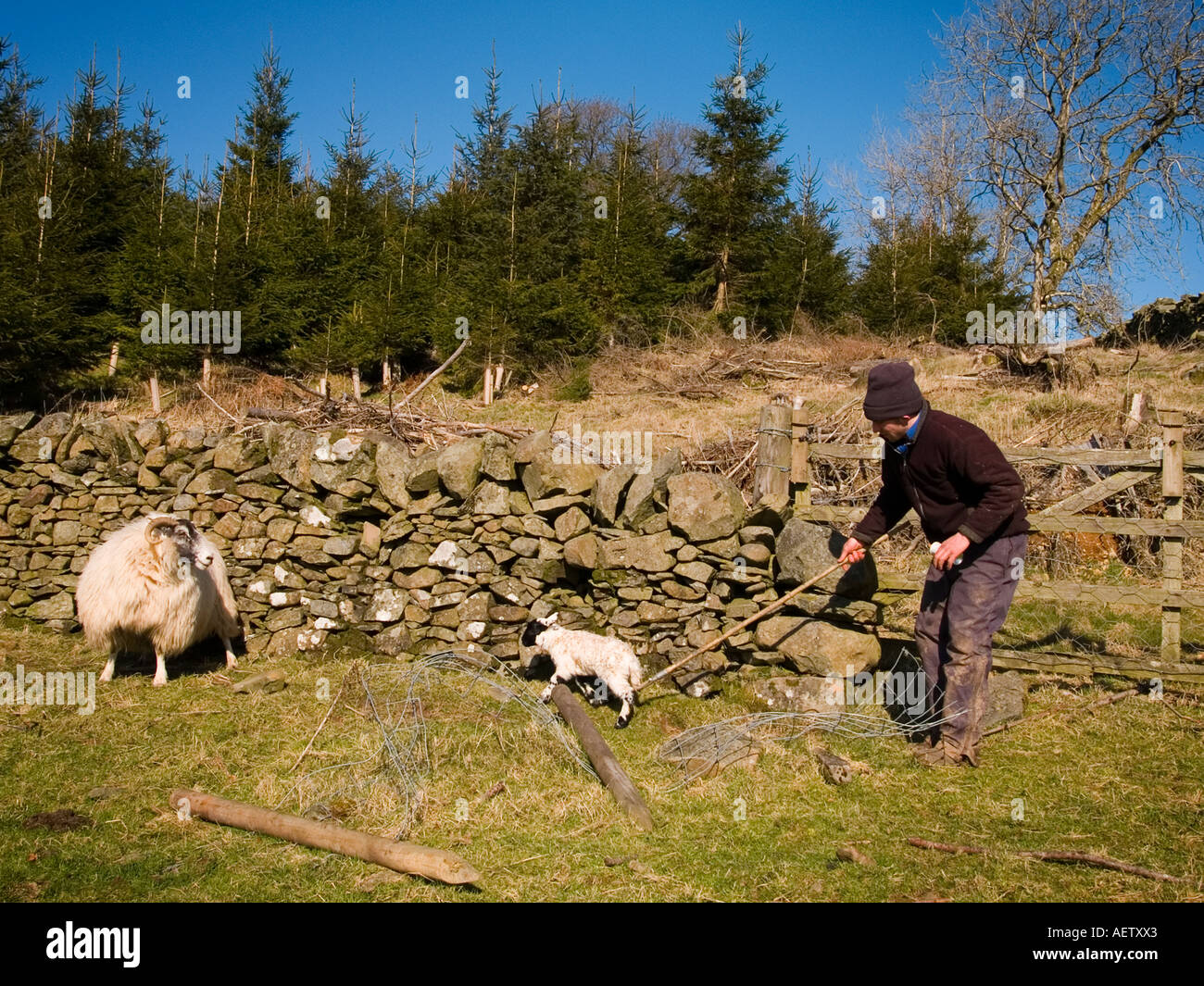 Using a traditional crook a shepherd catches a newborn lamb in order to ...