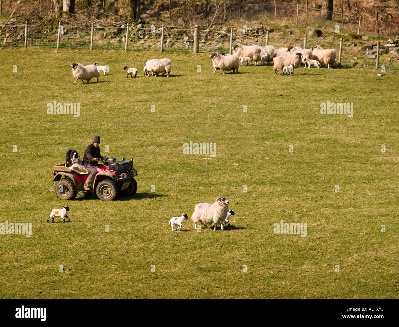 Shepherd on quad bike sheep hi-res stock photography and images - Alamy