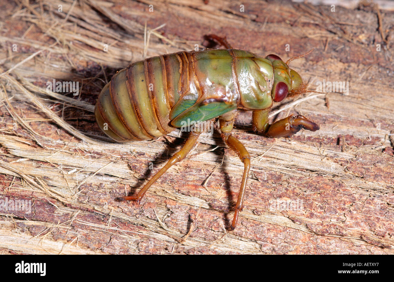 Cicada nymph australia hi-res stock photography and images - Alamy