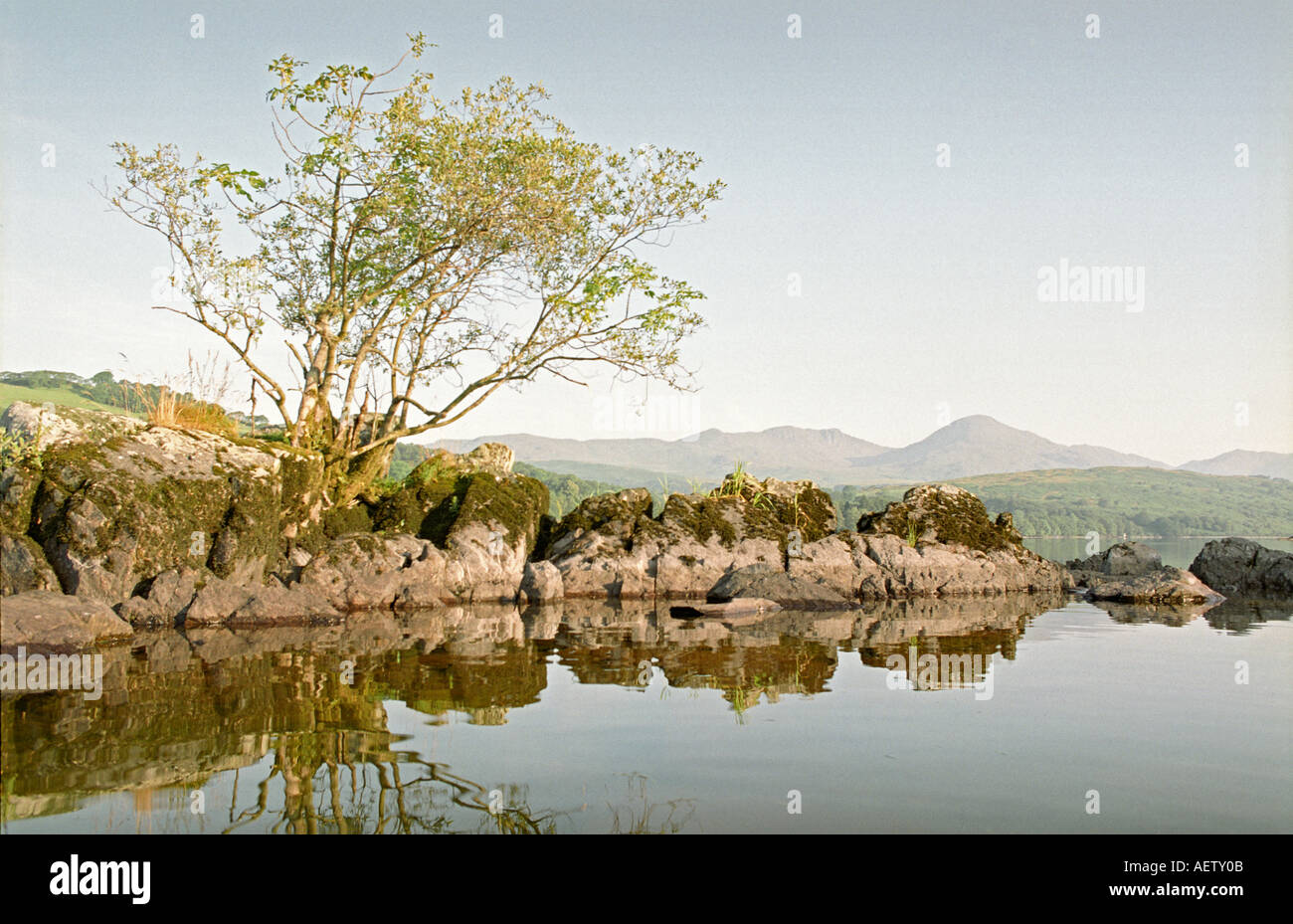 Peel Island (Wildcat Island} Rocks with small Birch Tree on Coniston ...