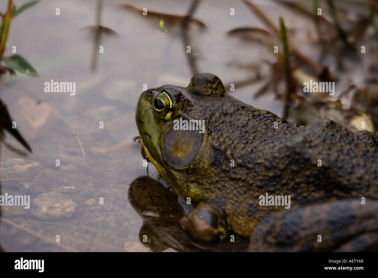 Bull frog hi-res stock photography and images - Alamy