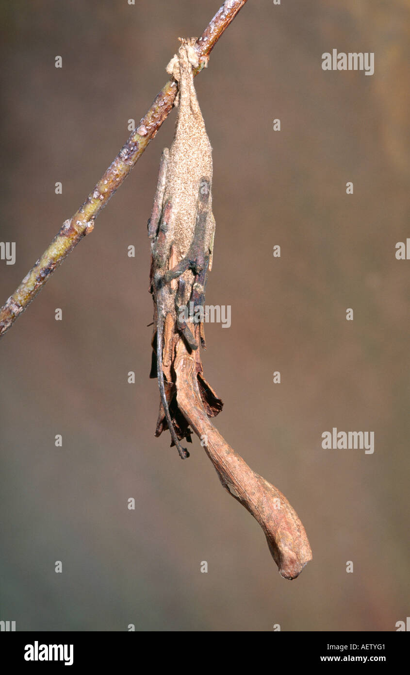 Australian Leaf case moth Stock Photo - Alamy