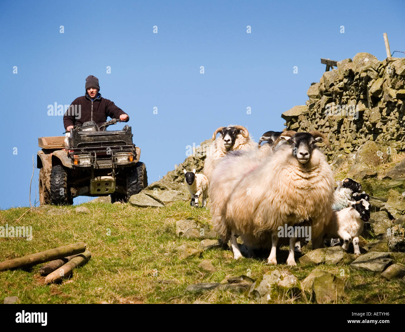 Shepherd on quad bike sheep hi-res stock photography and images - Alamy