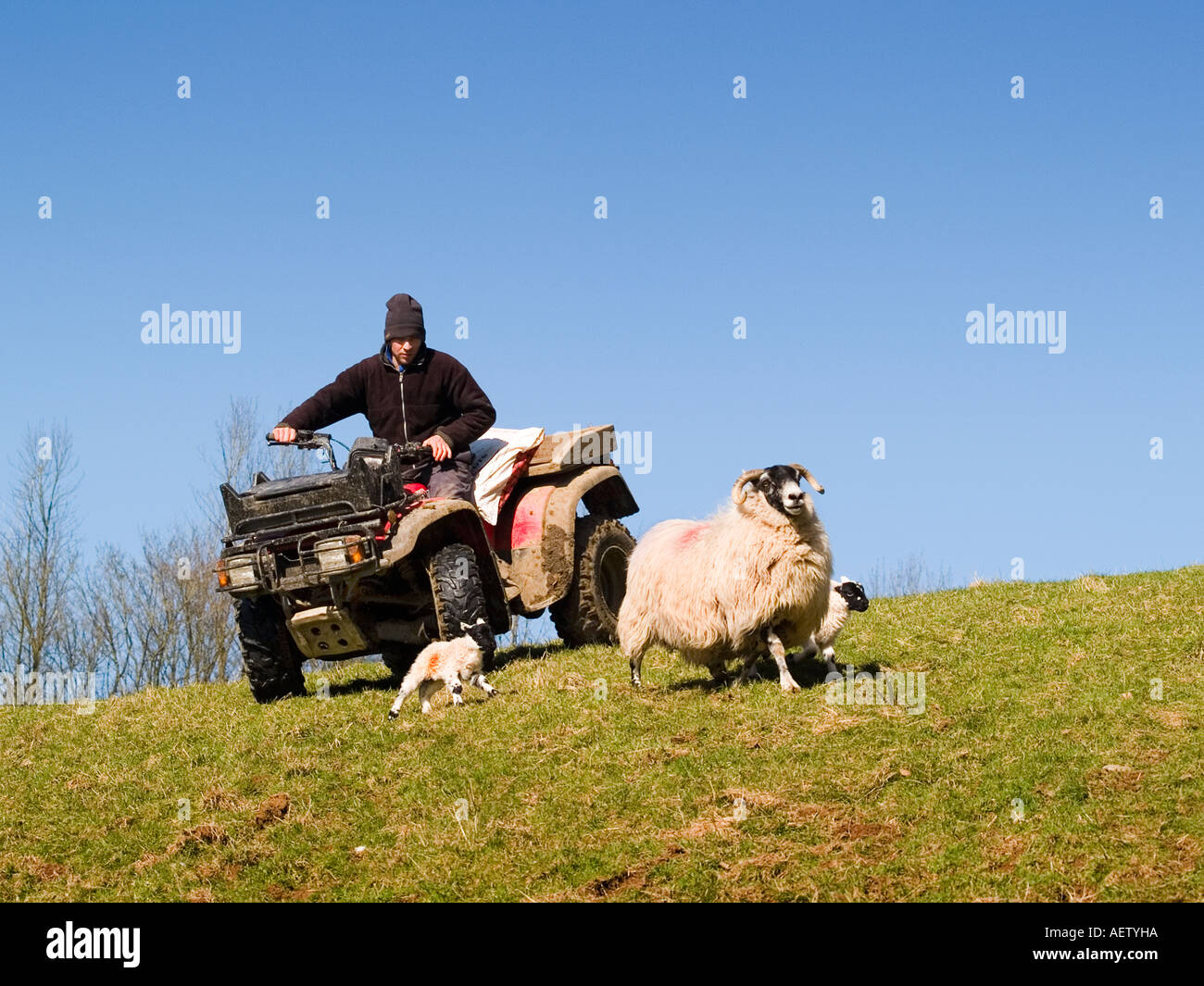 Shepherd on quad bike sheep hi-res stock photography and images - Alamy