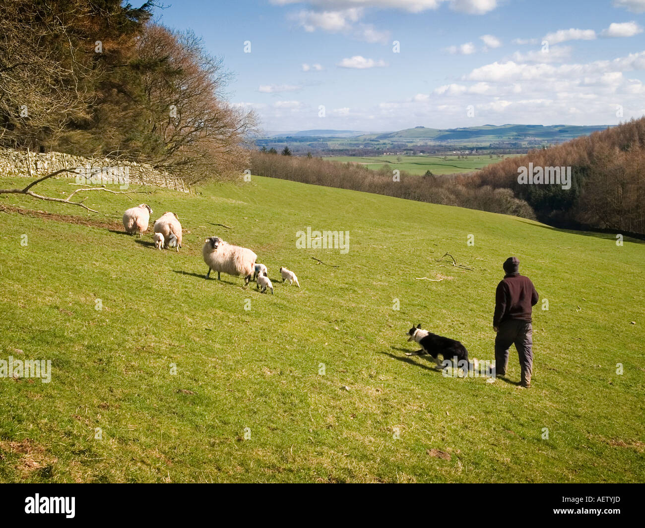 Shepherd checks his flock of Blackface sheep and lambs Stock Photo - Alamy
