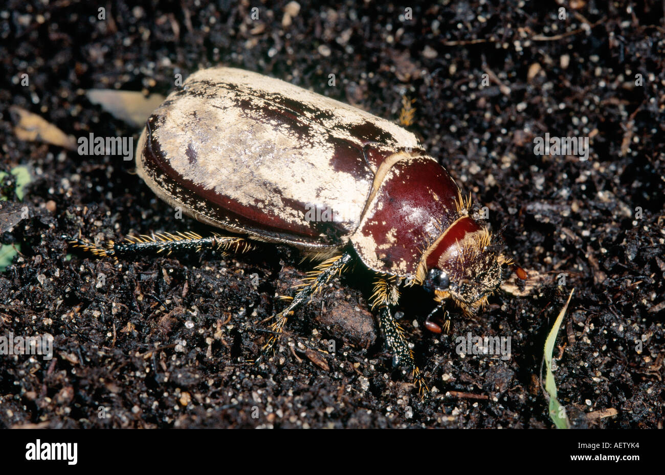 Australian grey cane beetle hi-res stock photography and images - Alamy