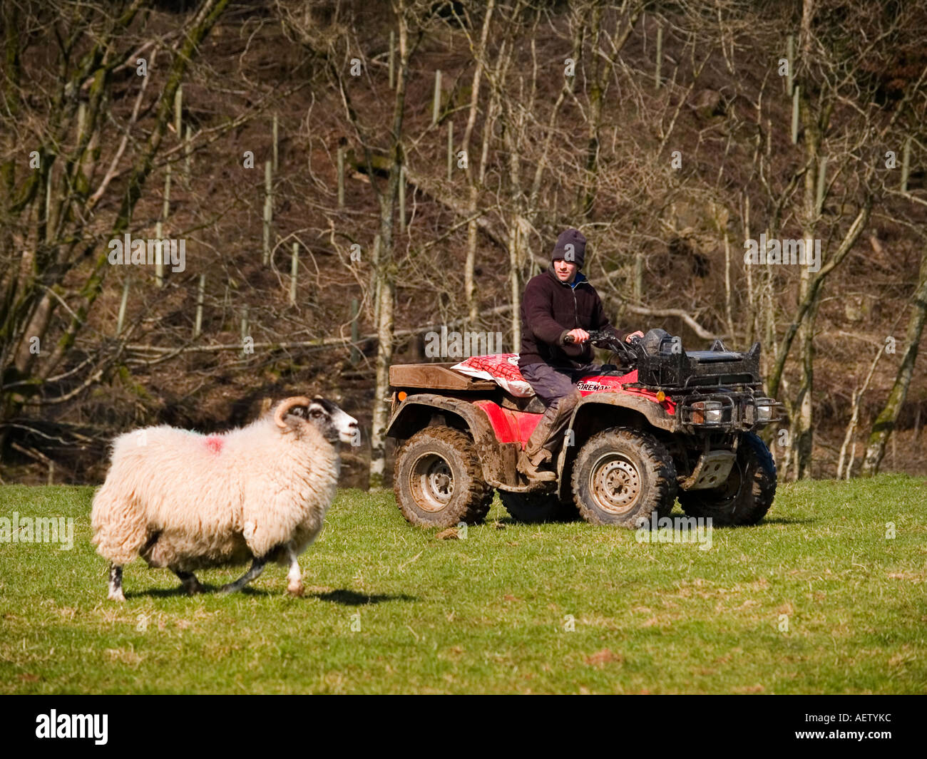 Shepherd on quad bike hi-res stock photography and images - Alamy