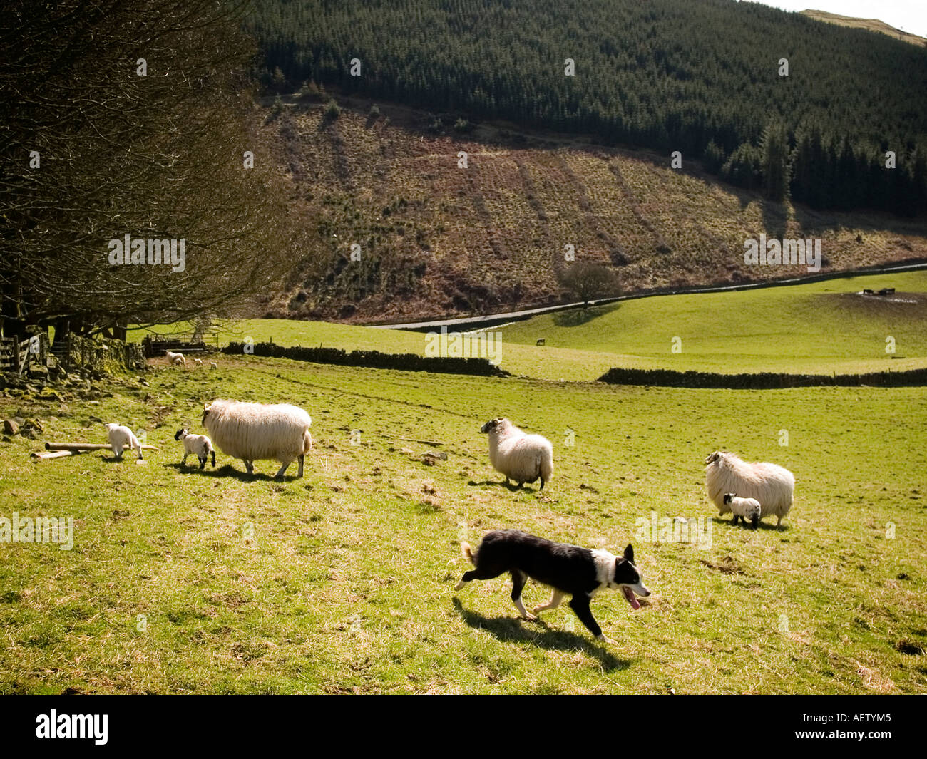 Sheep rounding uk hi-res stock photography and images - Alamy