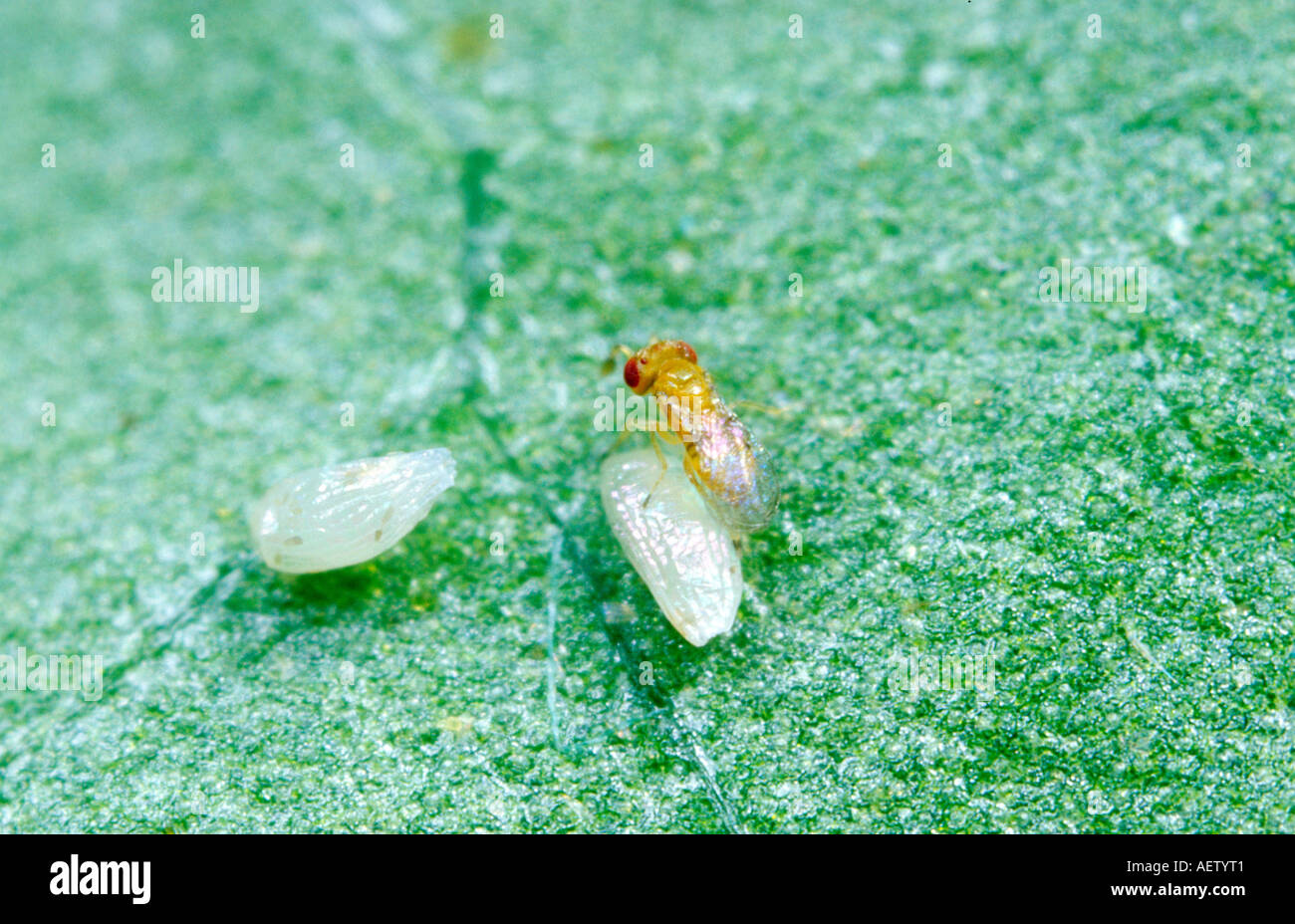 Tiny Trichogramma parasitic wasp laying egg into an egg of a moth Stock ...