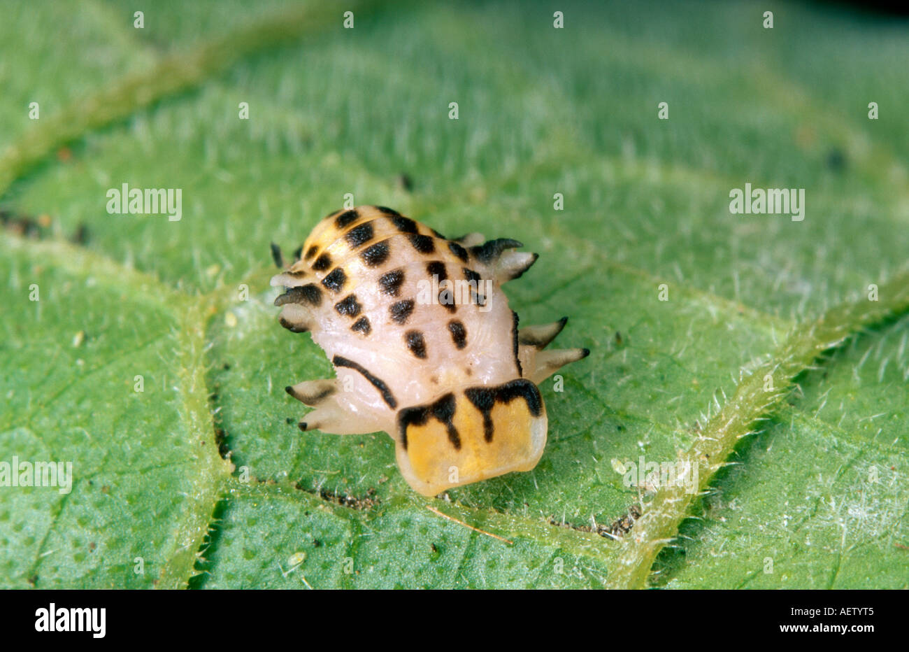 Ladybug pupa hi-res stock photography and images - Alamy