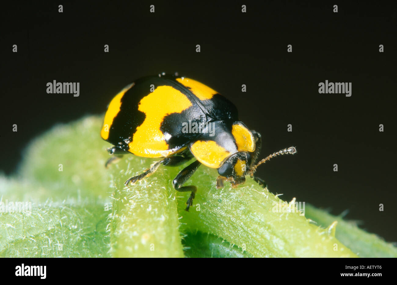 Fungus eating ladybird beetle Stock Photo - Alamy