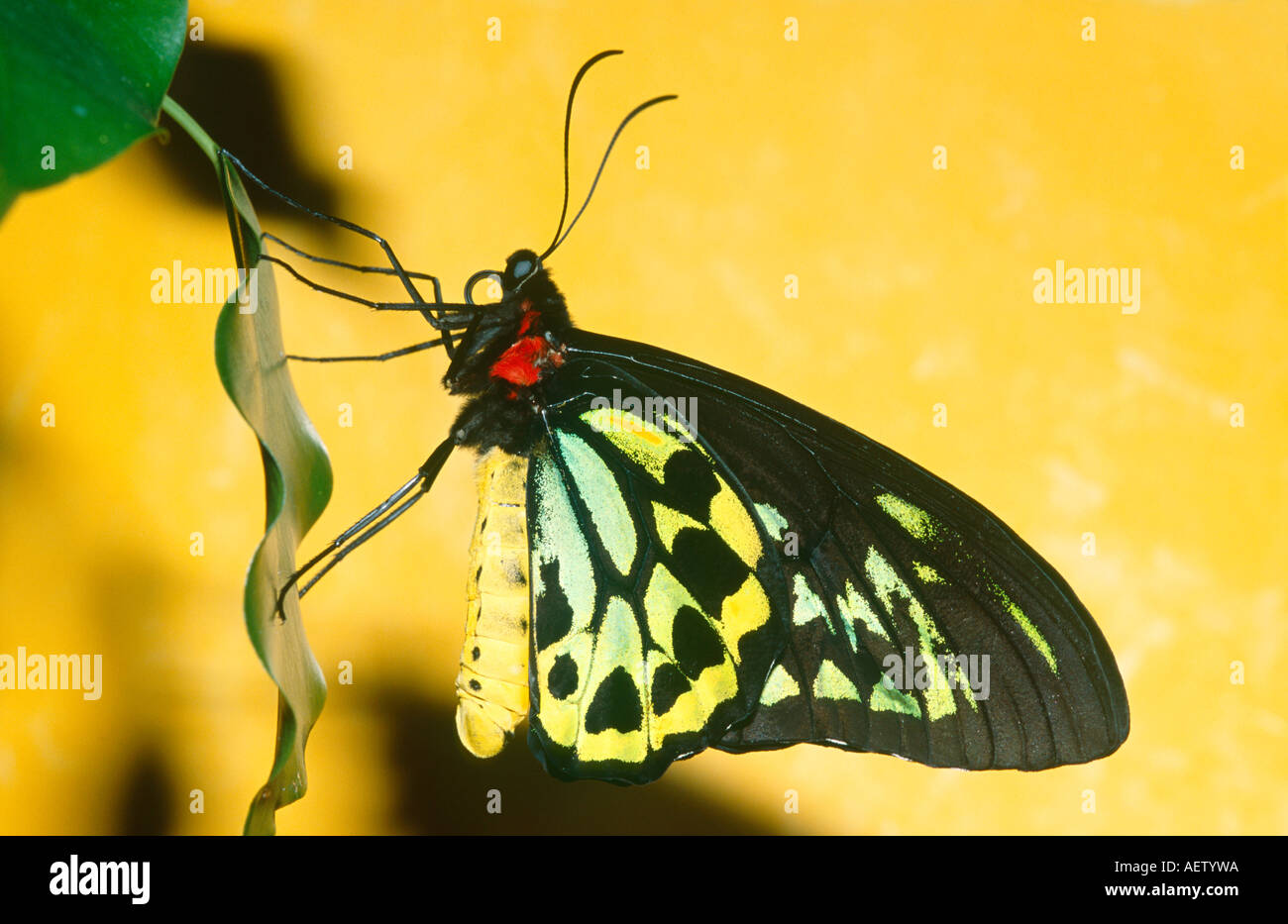 Australian Birdwing High Resolution Stock Photography and Images - Alamy