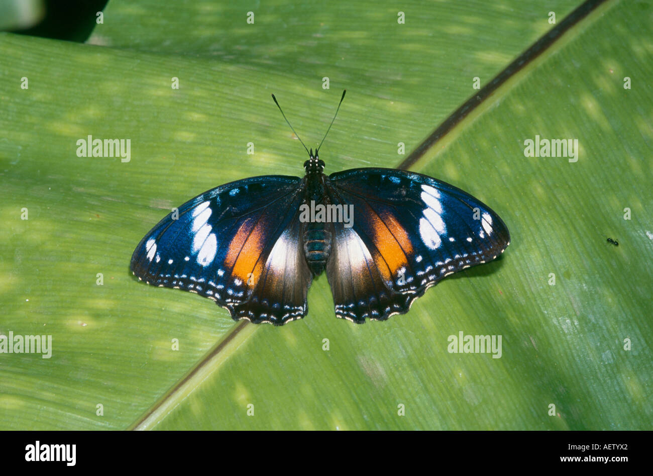 Common eggfly butterfly female Stock Photo - Alamy