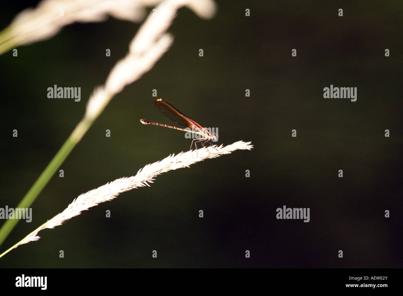 Dragonfly harmony hi-res stock photography and images - Alamy