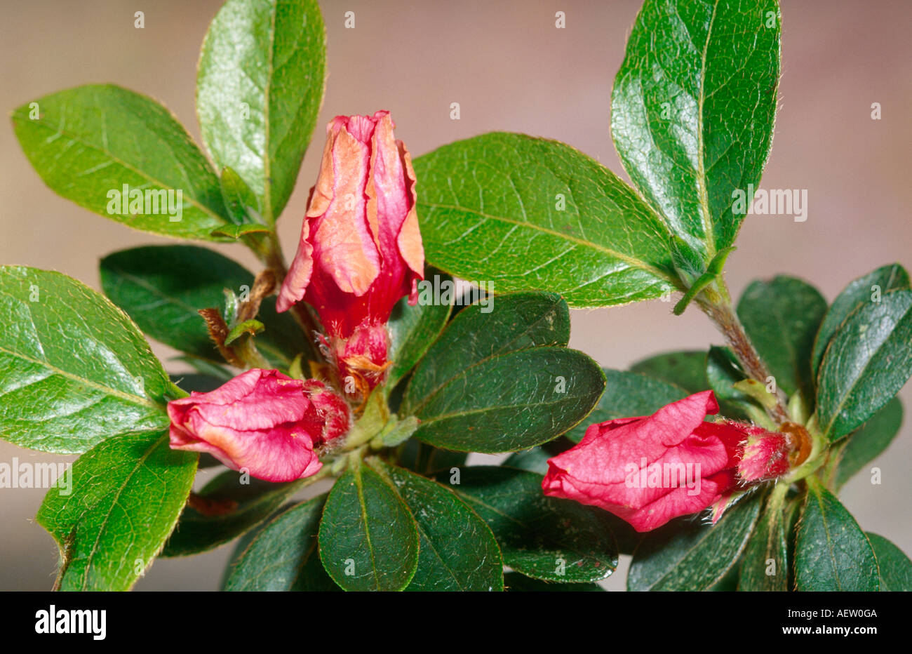 Azalea flower buds showing azalea petal blight symptoms Stock Photo - Alamy
