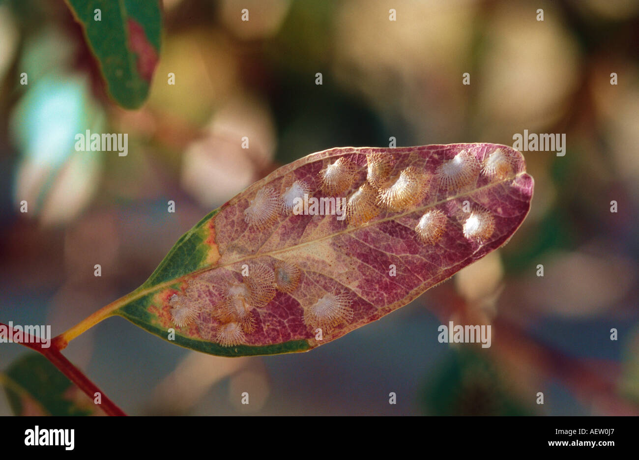 Lerp hi-res stock photography and images - Alamy